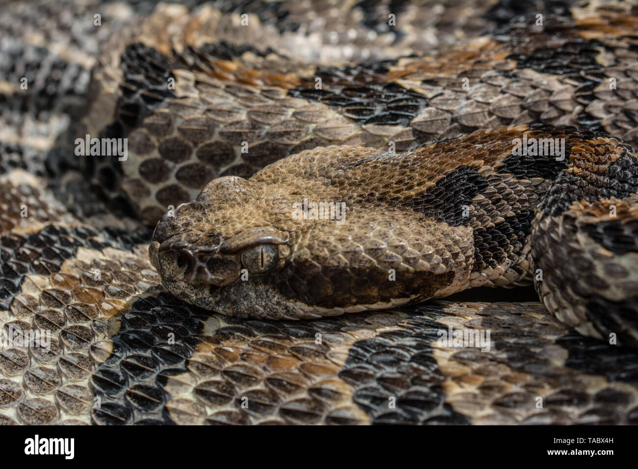 Timber Rattlesnake (Crotalus horridus) from Chatauqua County, Kansas ...