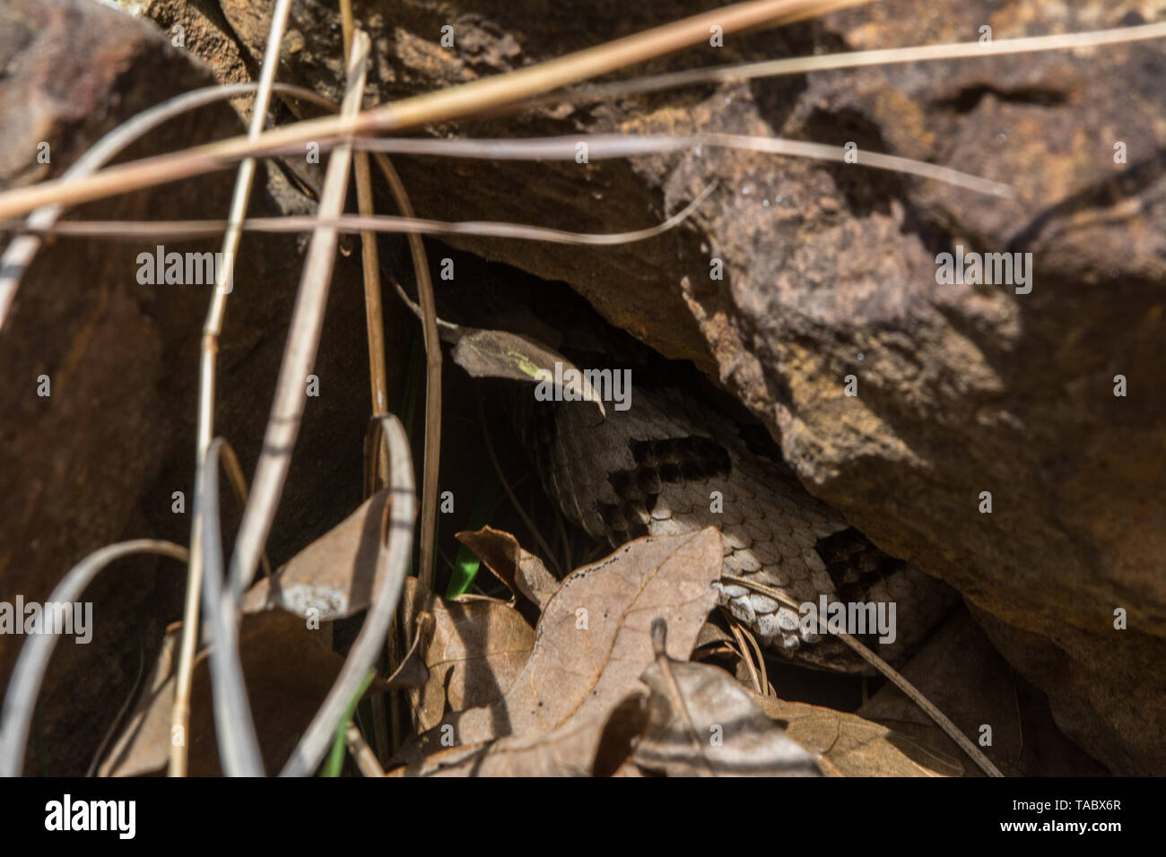 Timber Rattlesnake (Crotalus horridus) from Chatauqua County, Kansas ...