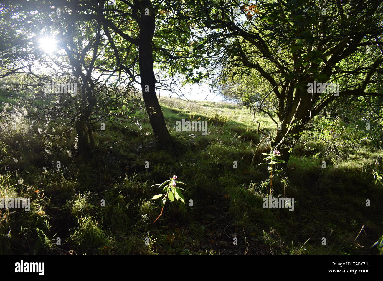 Peaceful glade hi-res stock photography and images - Alamy