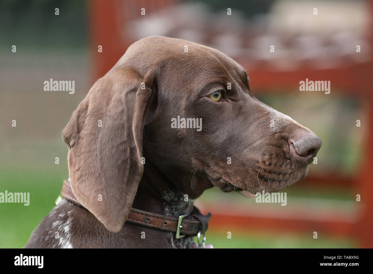 German shorthaired pointer puppy weeks hi-res stock photography and ...