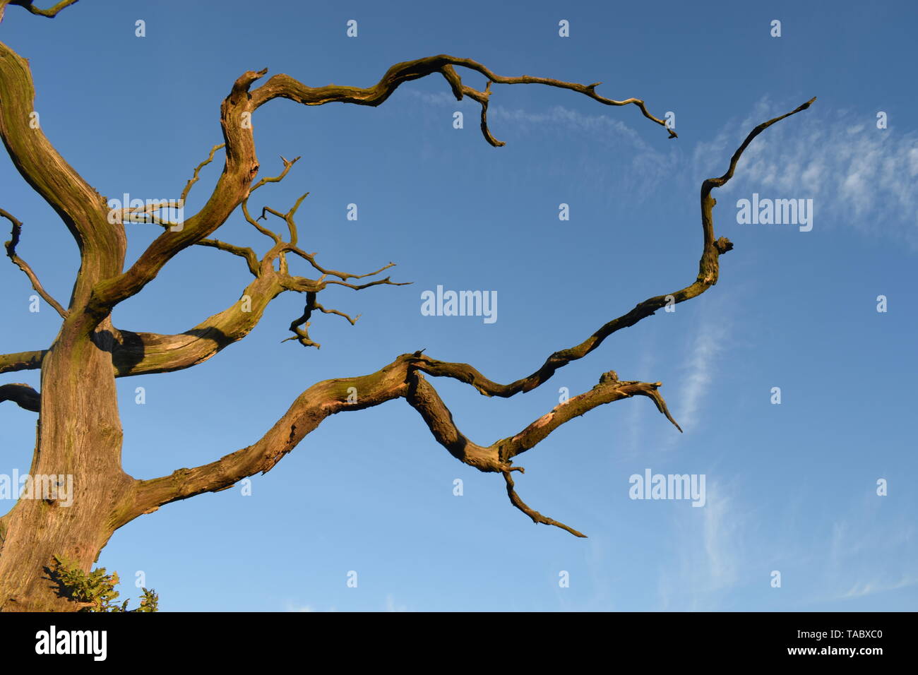 Branches of the lightning tree Stock Photo - Alamy