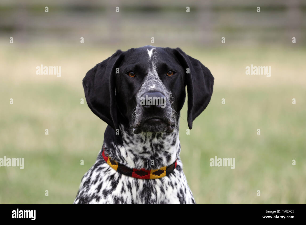 German Long Haired Pointer High Resolution Stock Photography and Images ...