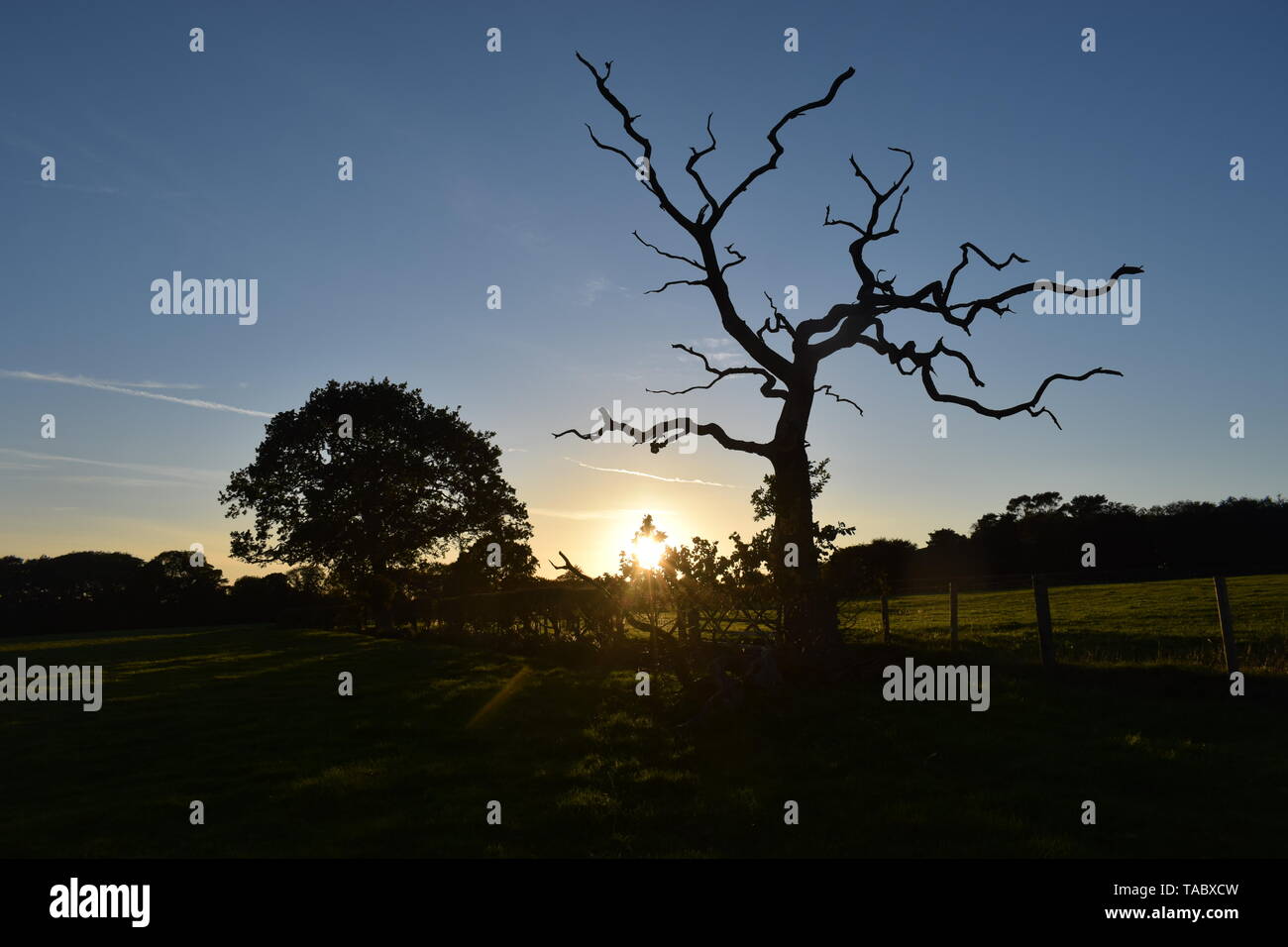 Dead lightning tree hi-res stock photography and images - Alamy