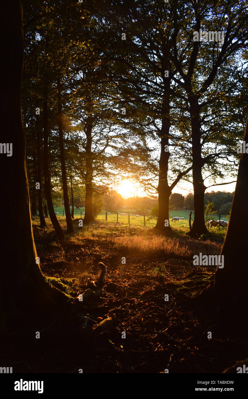 View through trees to the evening sky hi-res stock photography and ...
