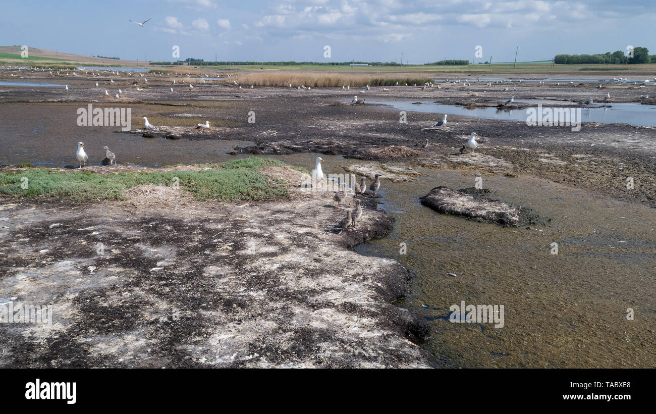 colony of seagulls in Danube Delta, Romania Stock Photo - Alamy