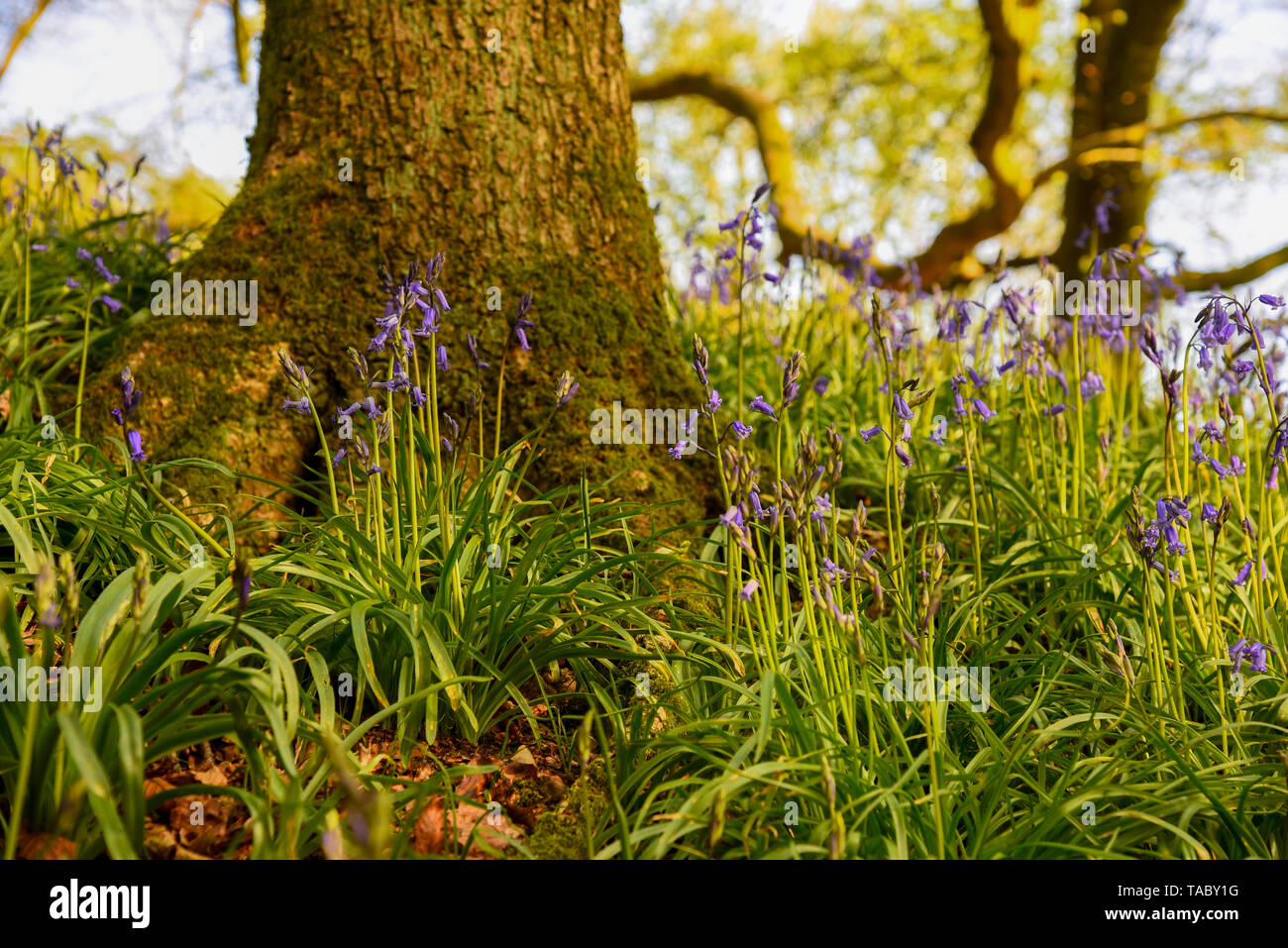 Bluebells tree hi-res stock photography and images - Alamy