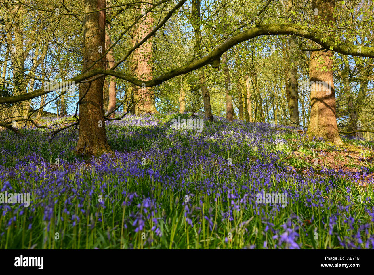 Bluebells in the wild woods Stock Photo - Alamy