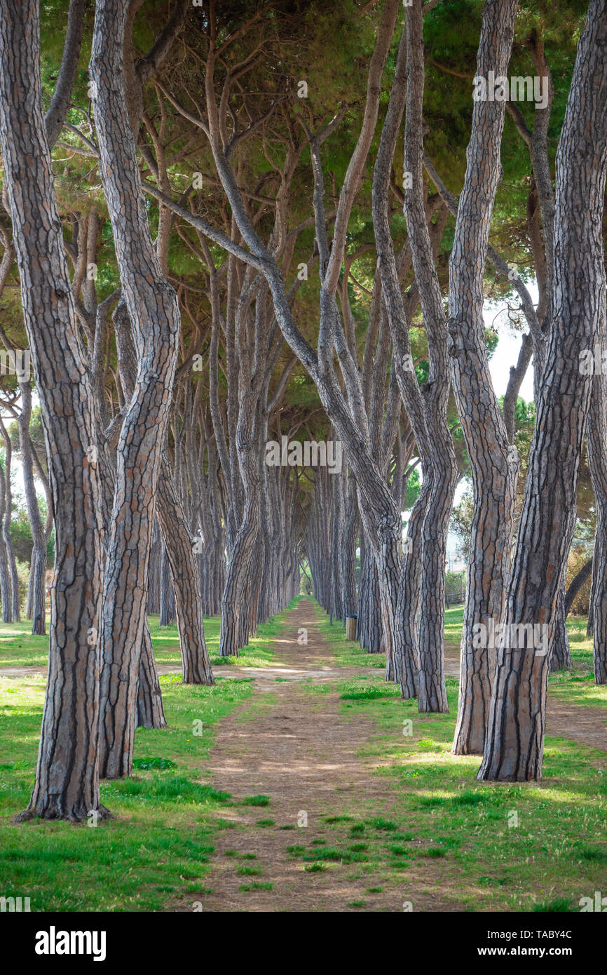 Pineto (Italy) - The touristic sandy beach of Abruzzo with the ...