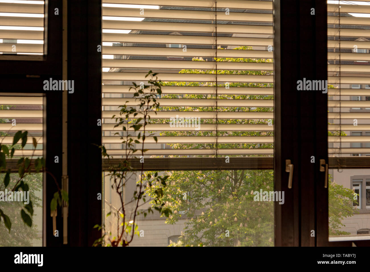 Blinds half lowered at sunset at a window Stock Photo - Alamy