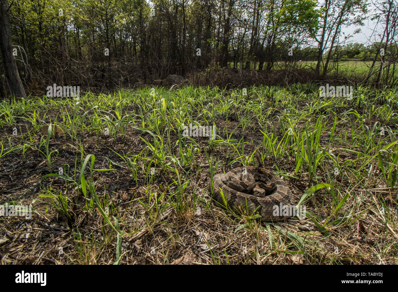 Timber Rattlesnake (Crotalus horridus) from Chatauqua County, Kansas ...