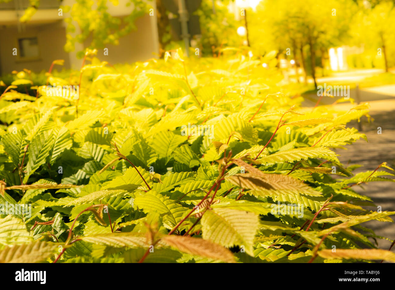 Beech hedge with sunshine and soft focus Stock Photo - Alamy