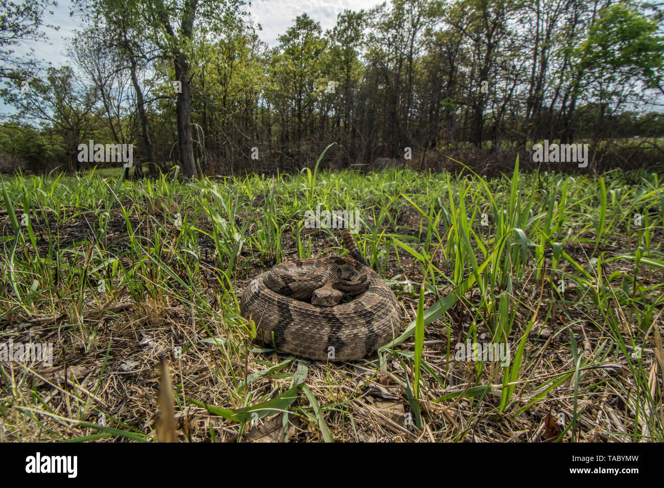 Timber Rattlesnake (Crotalus horridus) from Chatauqua County, Kansas ...