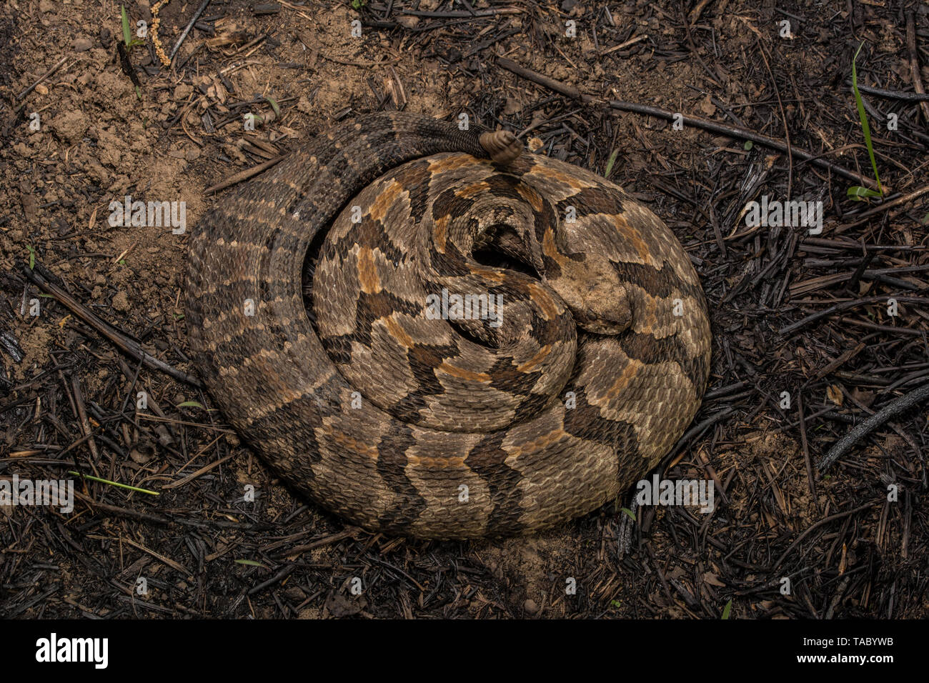 Timber Rattlesnake (Crotalus horridus) from Chatauqua County, Kansas ...