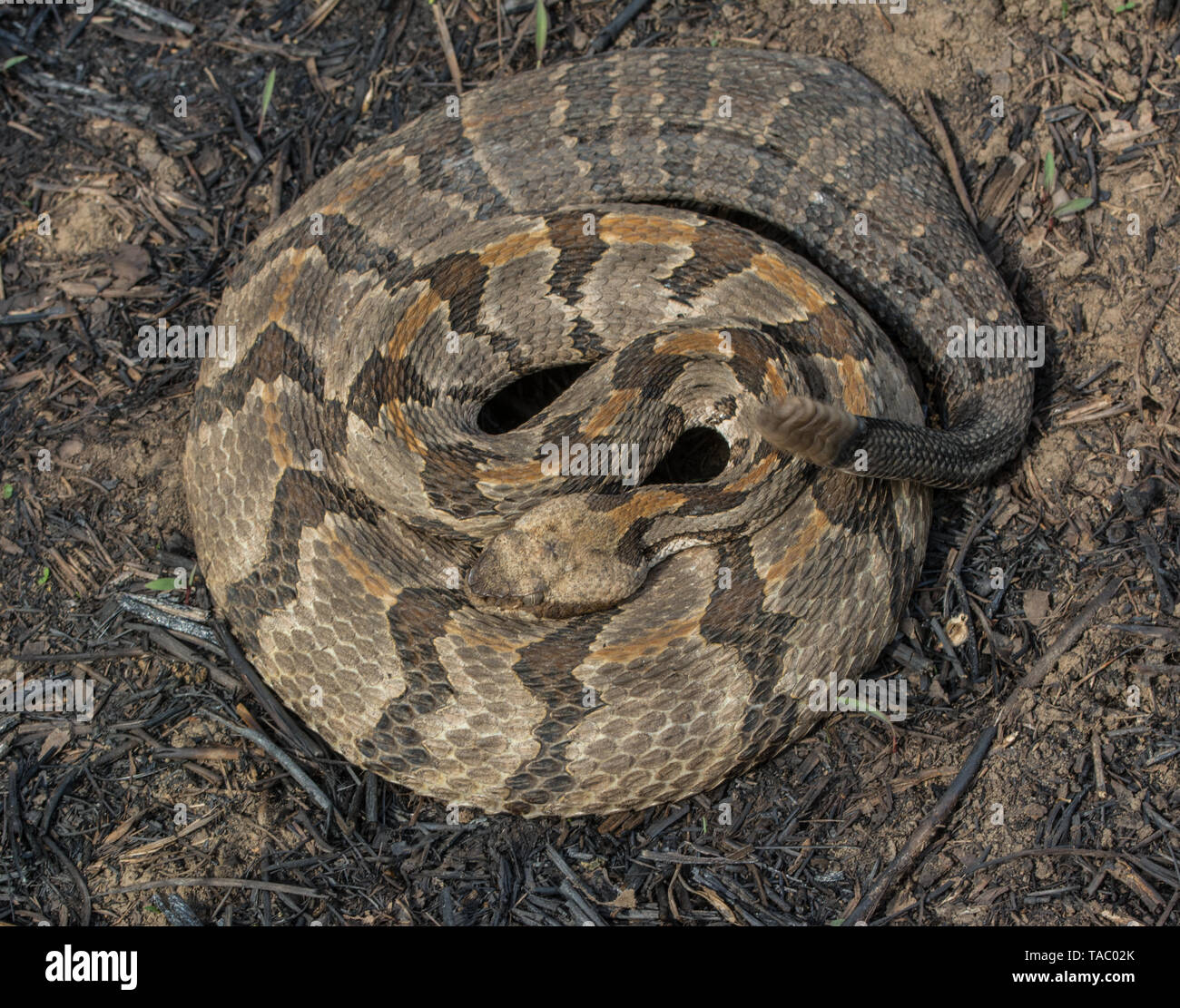 Timber Rattlesnake (Crotalus horridus) from Chatauqua County, Kansas ...