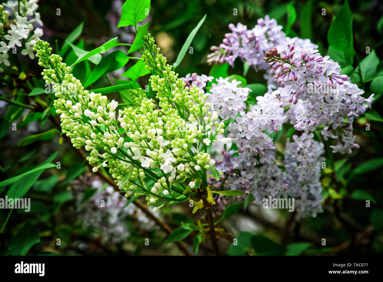Amazing and unusual bicolor hybrid lilac with white and purple flowers ...
