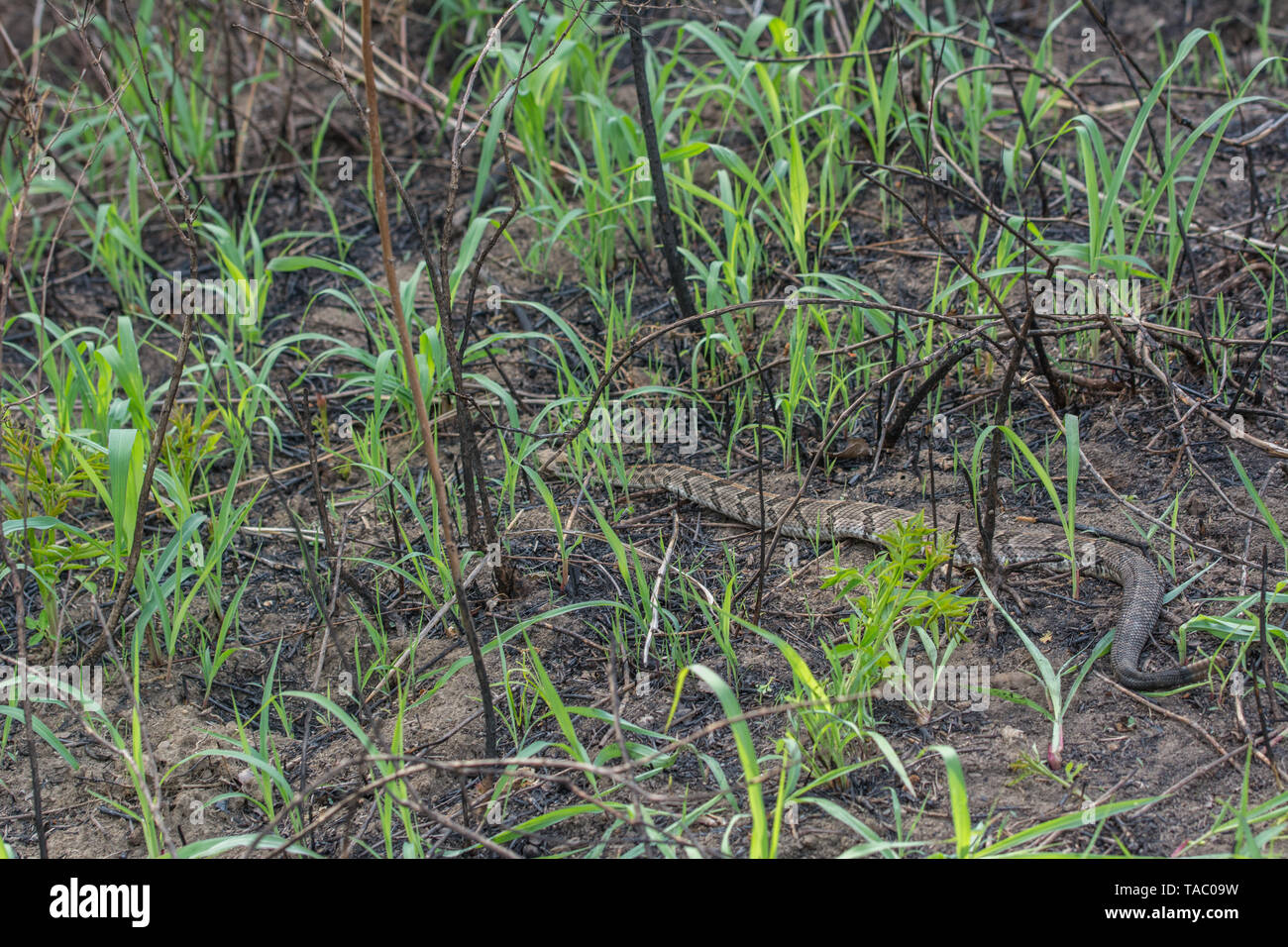 Timber Rattlesnake (Crotalus horridus) from Chatauqua County, Kansas ...
