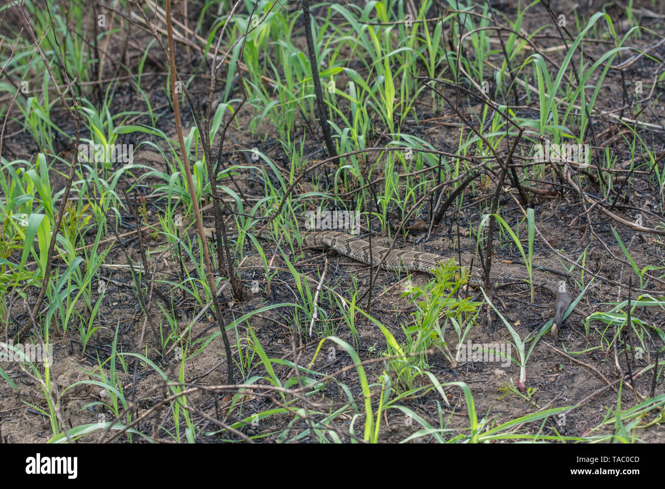 Timber Rattlesnake (Crotalus horridus) from Chatauqua County, Kansas ...