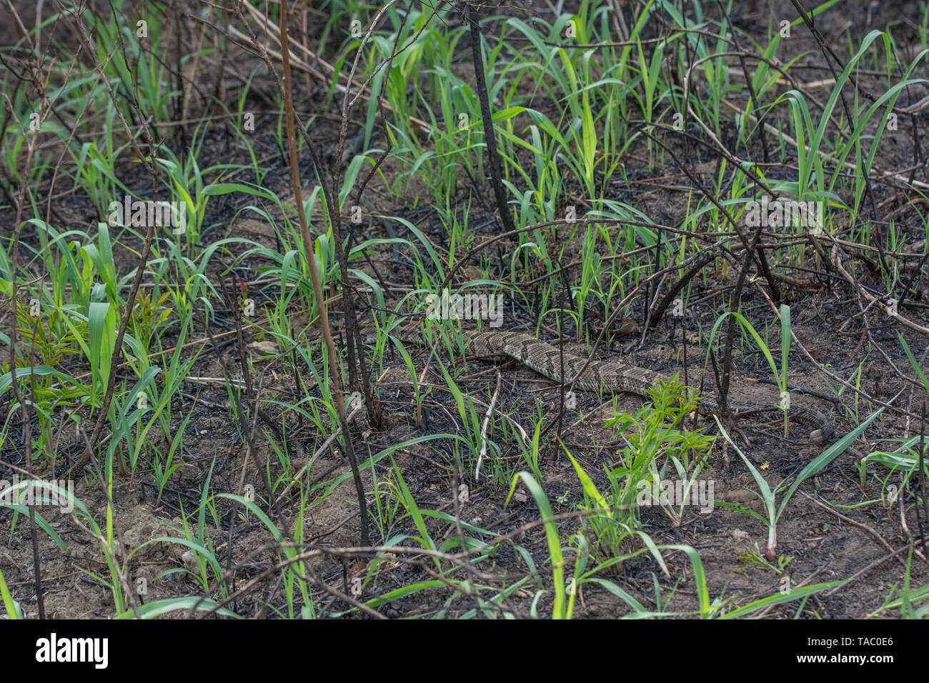 Timber Rattlesnake (Crotalus horridus) from Chatauqua County, Kansas ...
