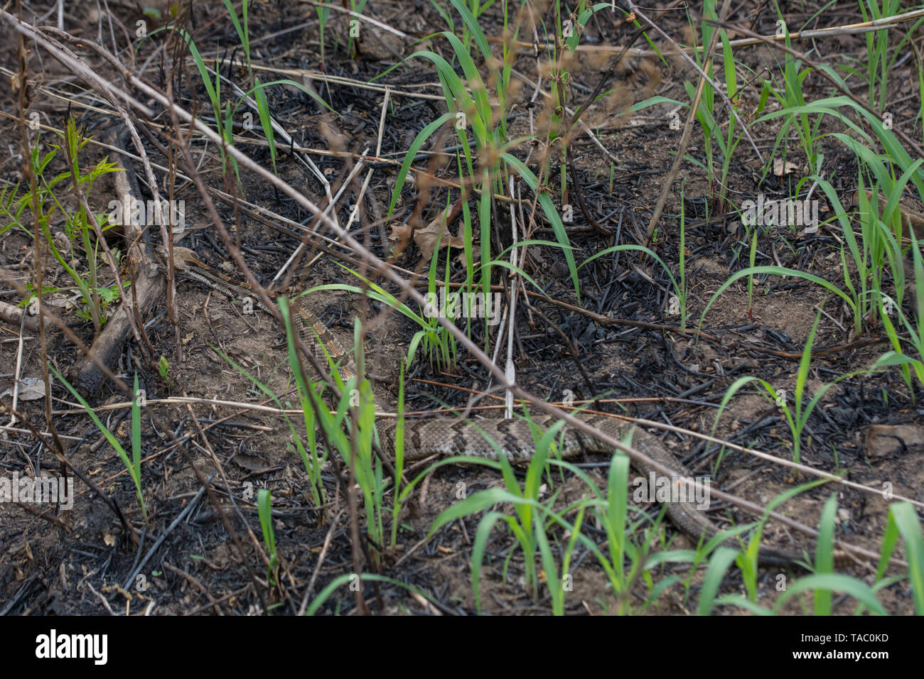 Timber Rattlesnake (Crotalus horridus) from Chatauqua County, Kansas ...