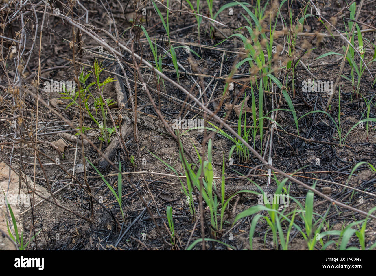 Timber Rattlesnake (Crotalus horridus) from Chatauqua County, Kansas ...