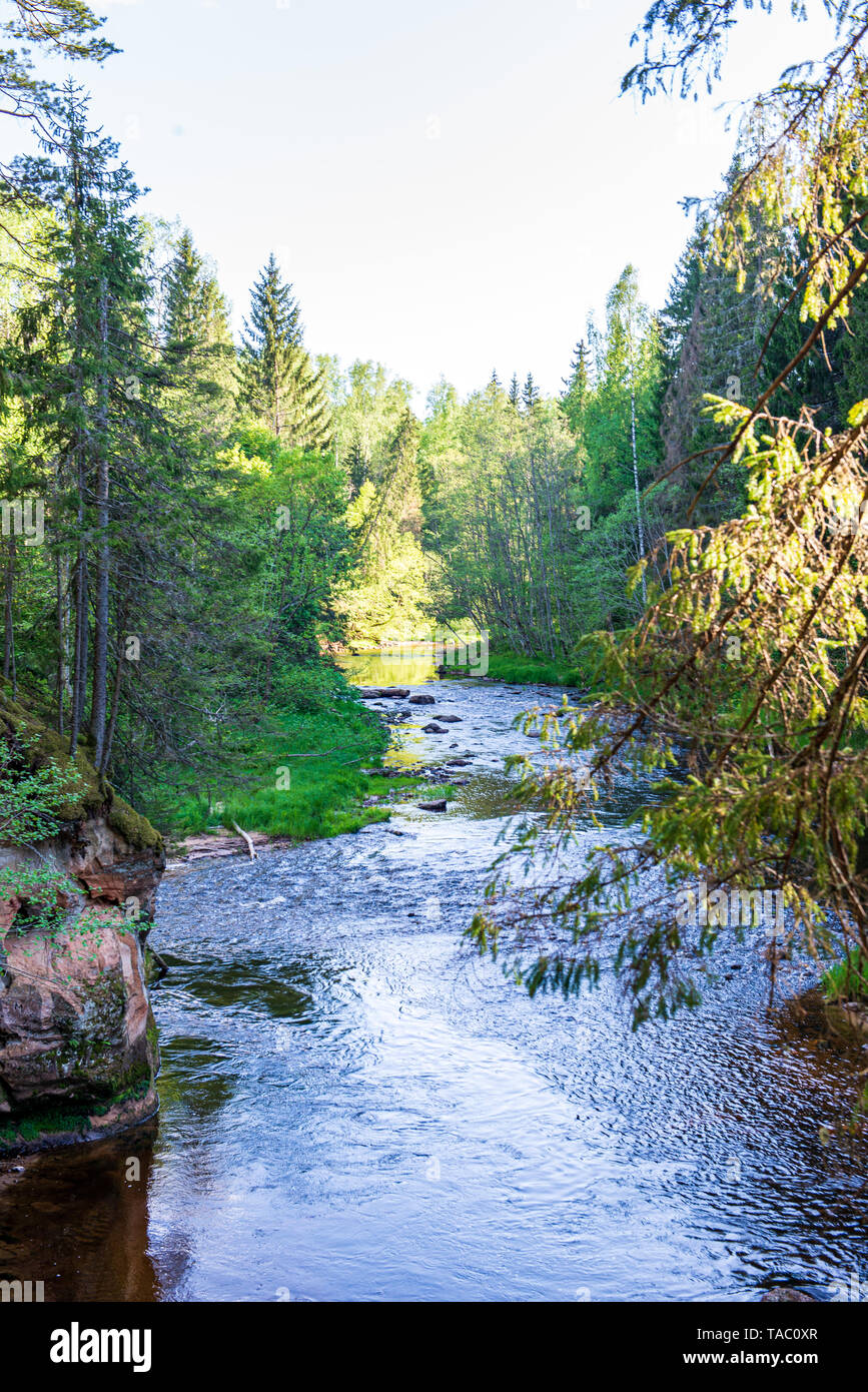 scenic river view landscape of forest rocky stream with trees on the ...