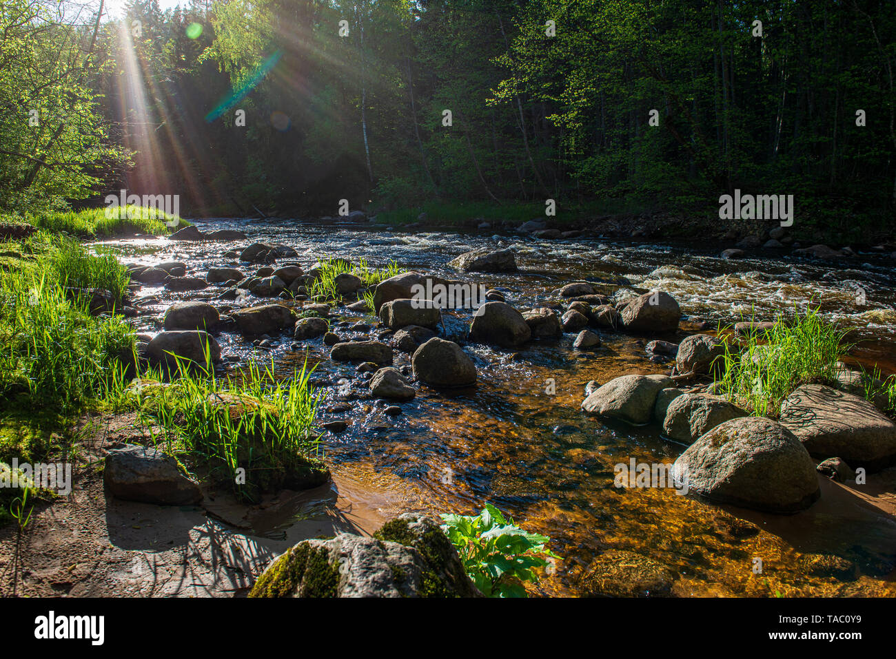 scenic river view landscape of forest rocky stream with trees on the ...