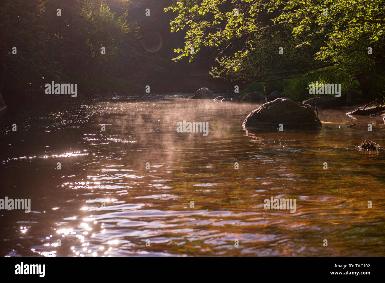 scenic river view landscape of forest rocky stream with trees on the ...