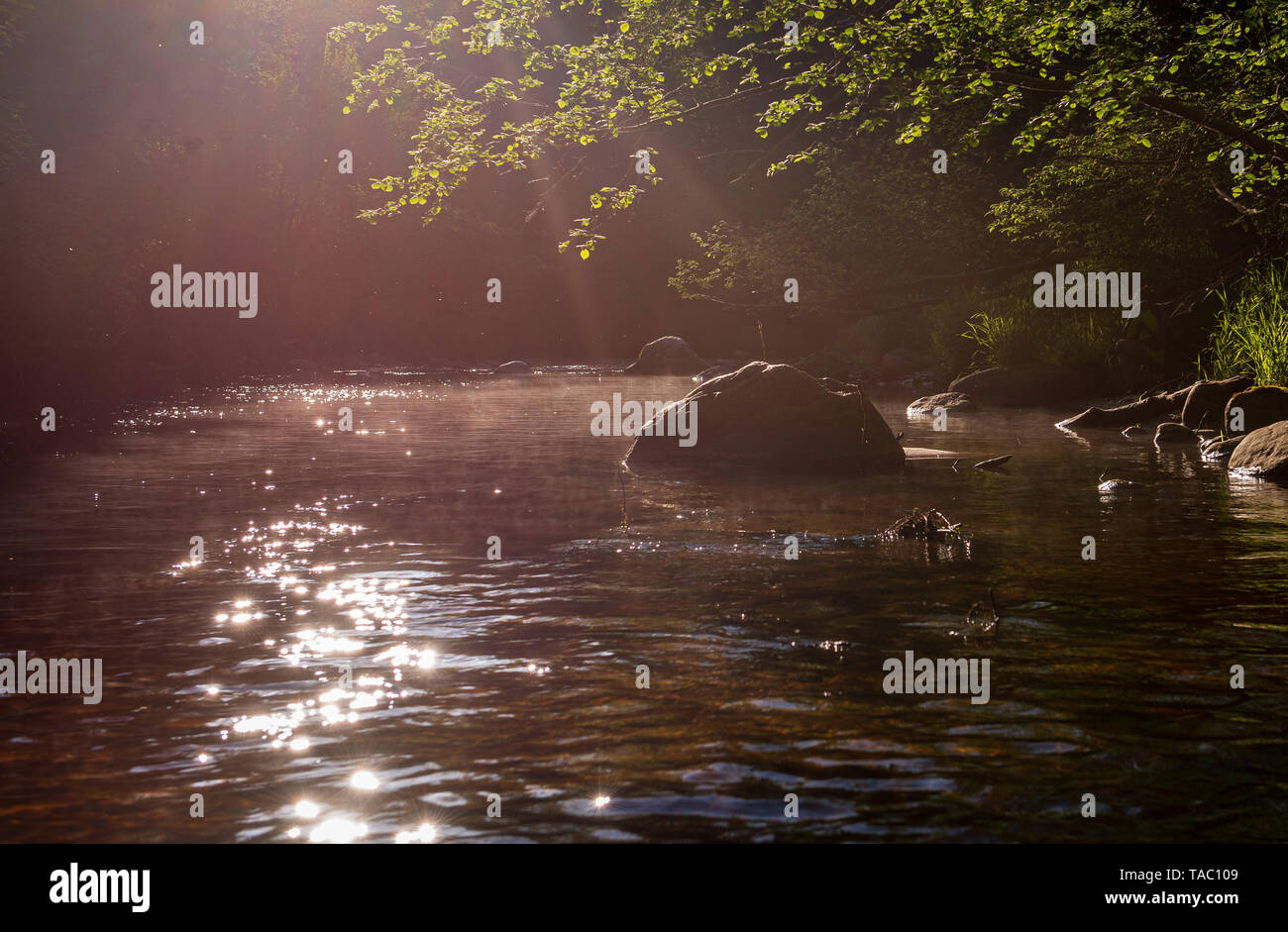 scenic river view landscape of forest rocky stream with trees on the ...