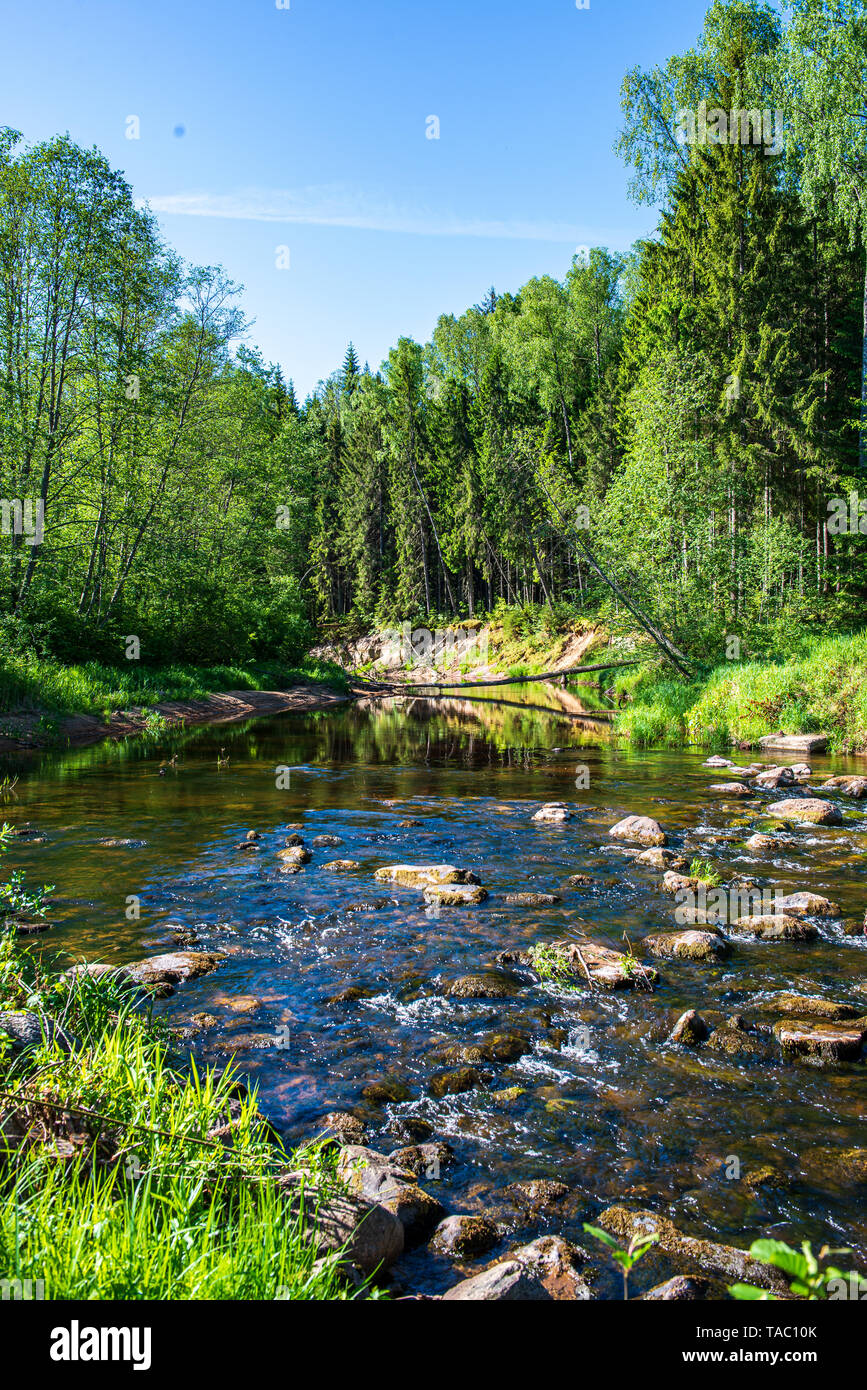 scenic river view landscape of forest rocky stream with trees on the ...
