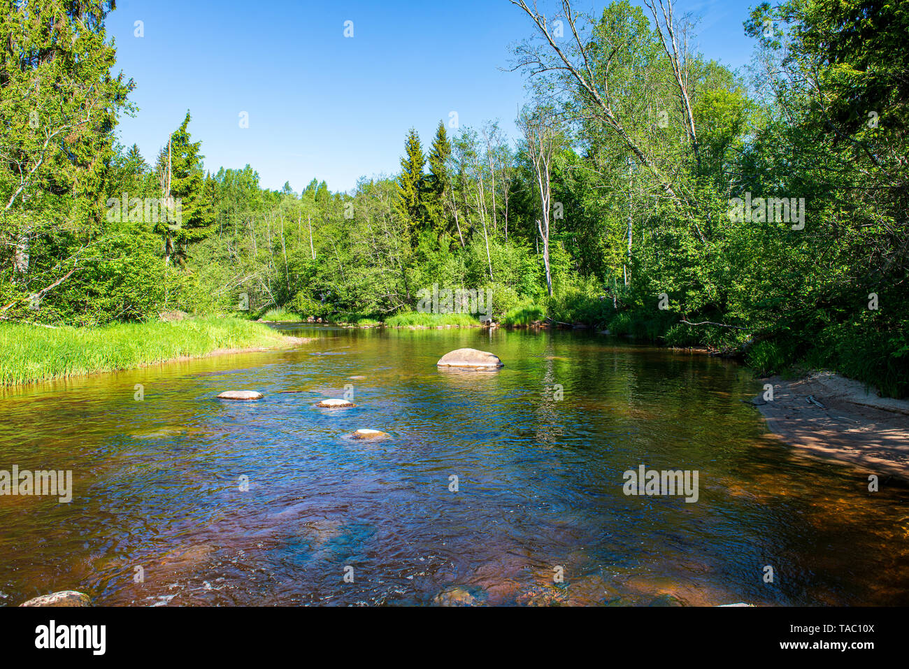 scenic river view landscape of forest rocky stream with trees on the ...