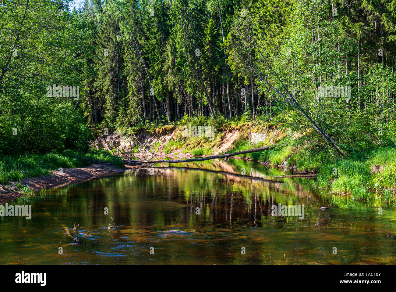 scenic river view landscape of forest rocky stream with trees on the ...