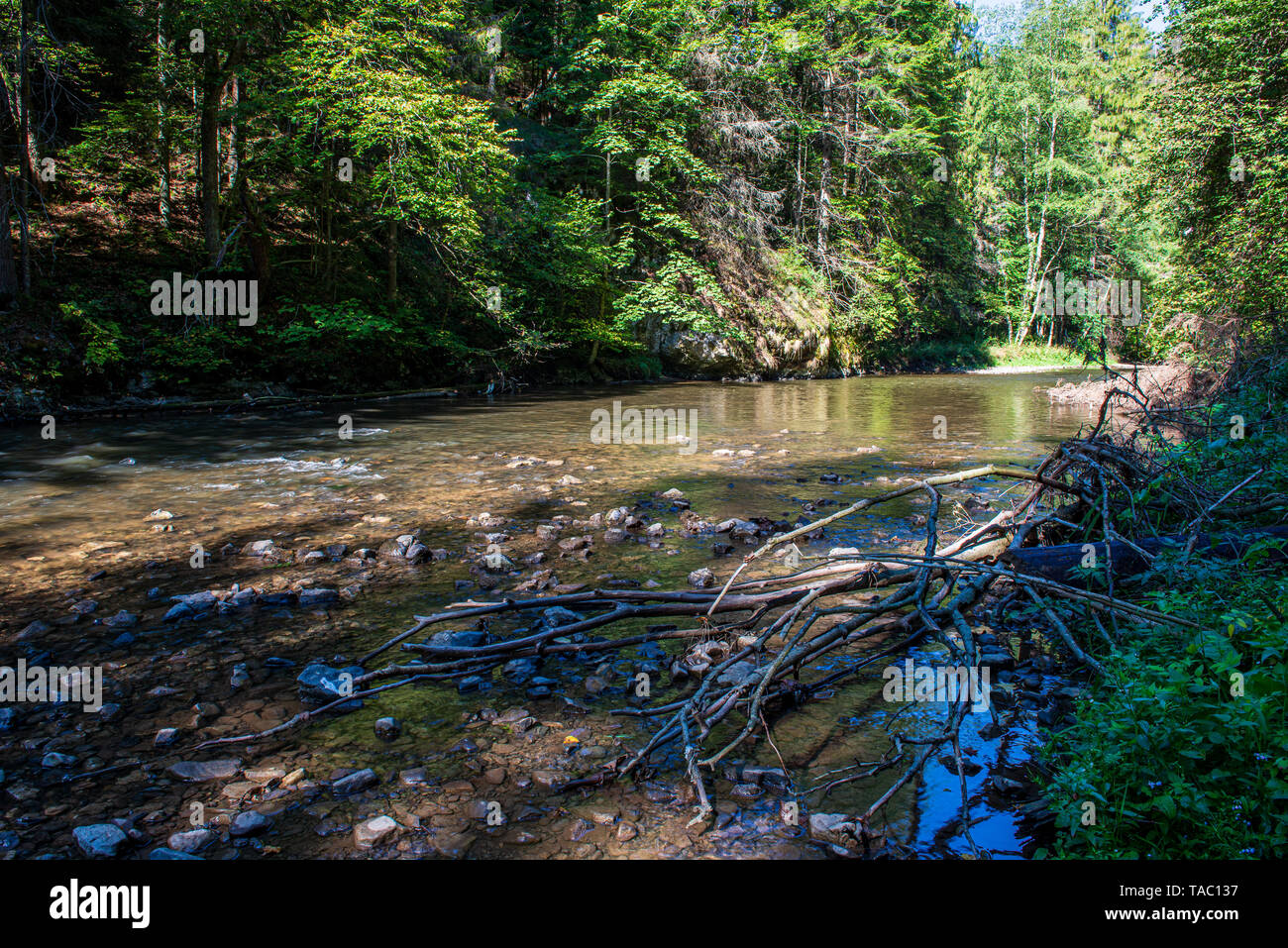 scenic river view landscape of forest rocky stream with trees on the ...
