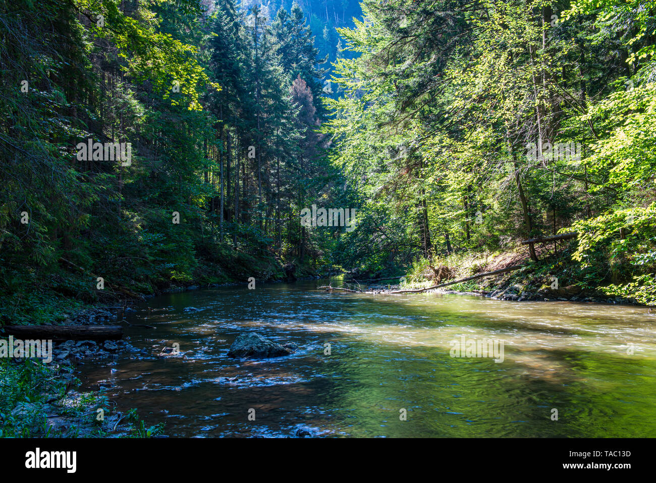 scenic river view landscape of forest rocky stream with trees on the ...