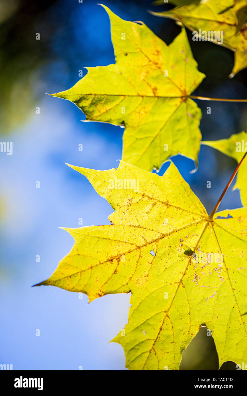colorful tree leaves in sunny autumn in nature. natural background ...