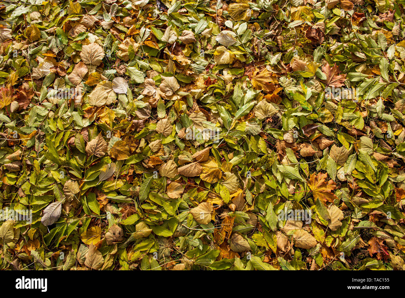 colorful tree leaves in sunny autumn in nature. natural background ...