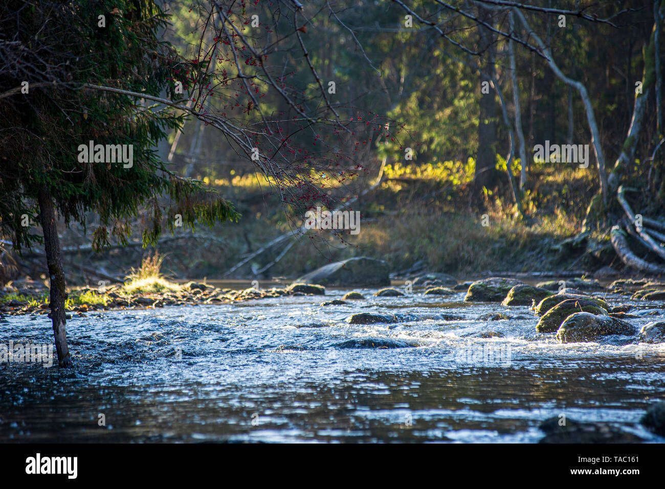 scenic river view landscape of forest rocky stream with trees on the ...