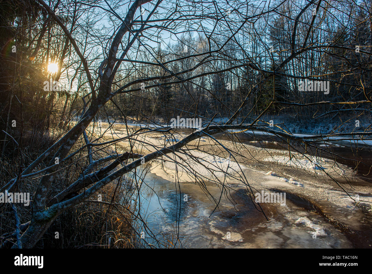 scenic river view landscape of forest rocky stream with trees on the ...