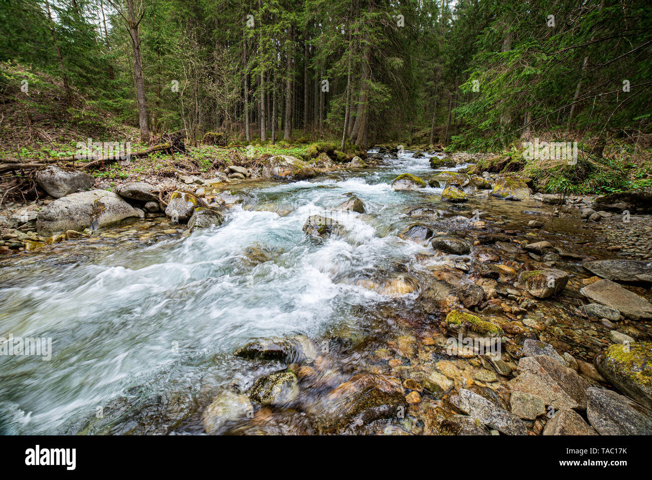 scenic river view landscape of forest rocky stream with trees on the ...