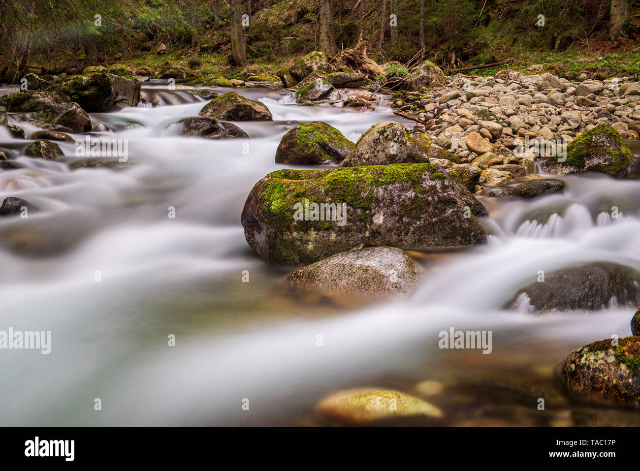 scenic river view landscape of forest rocky stream with trees on the ...