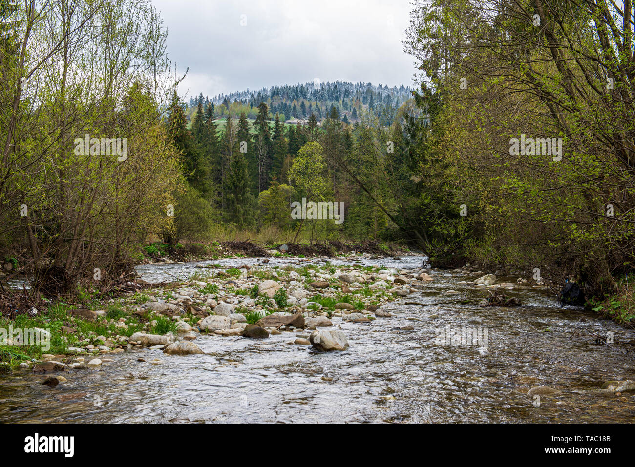 scenic river view landscape of forest rocky stream with trees on the ...