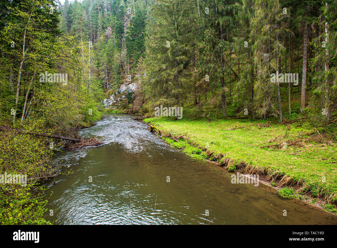 scenic river view landscape of forest rocky stream with trees on the ...