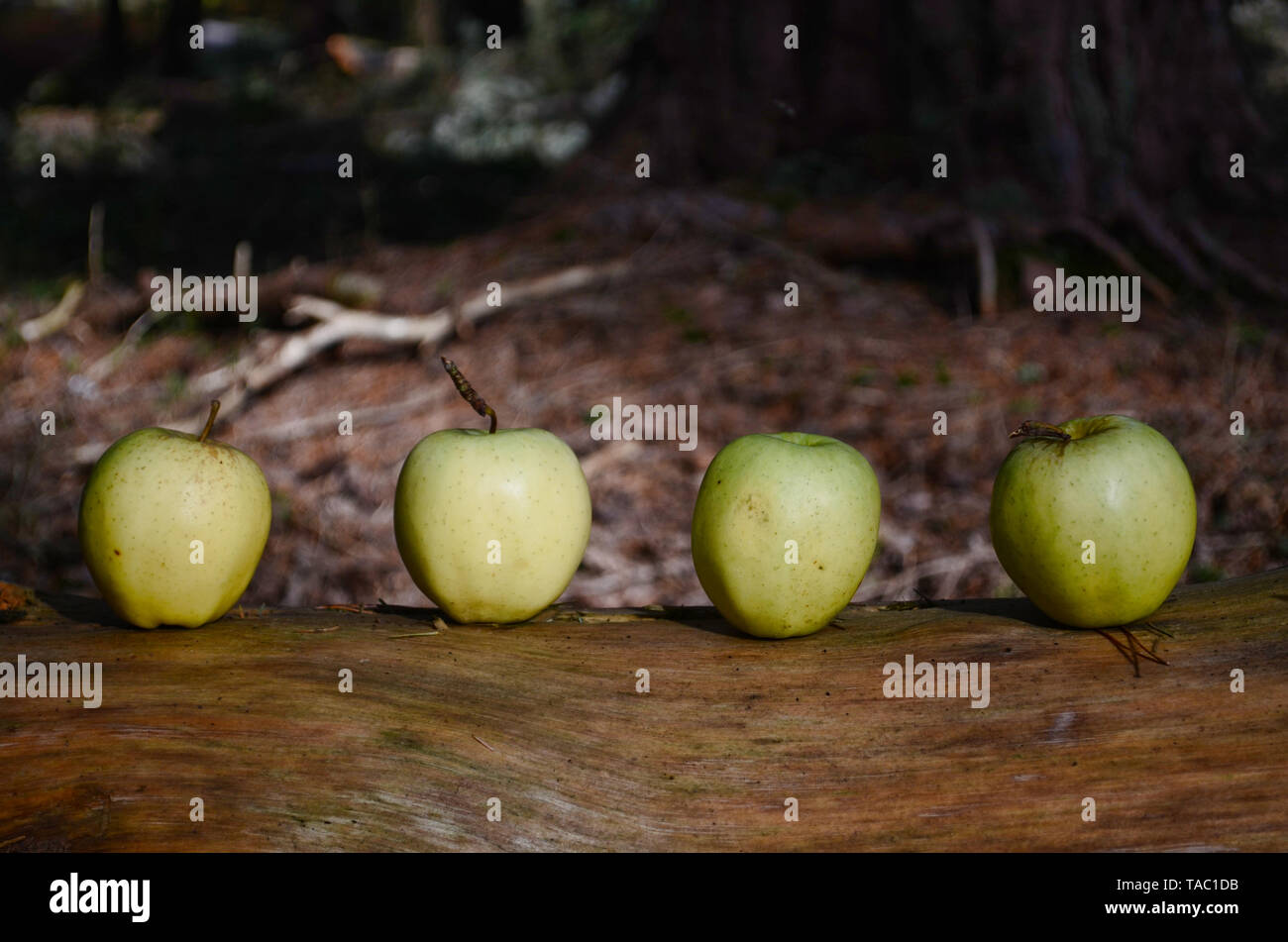 four apples on death tree trunk in forest Stock Photo - Alamy