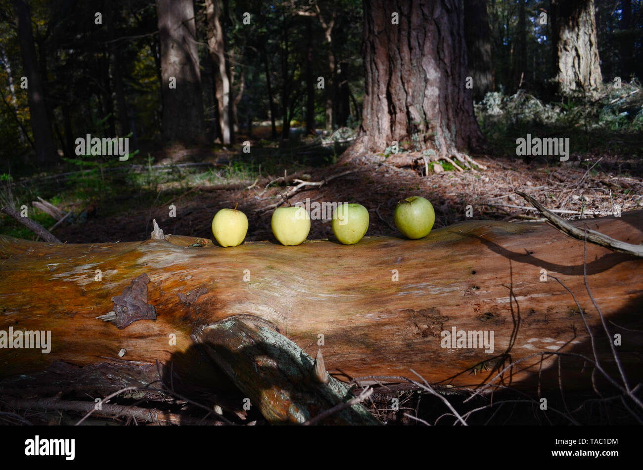 four apples on death tree trunk in forest Stock Photo - Alamy