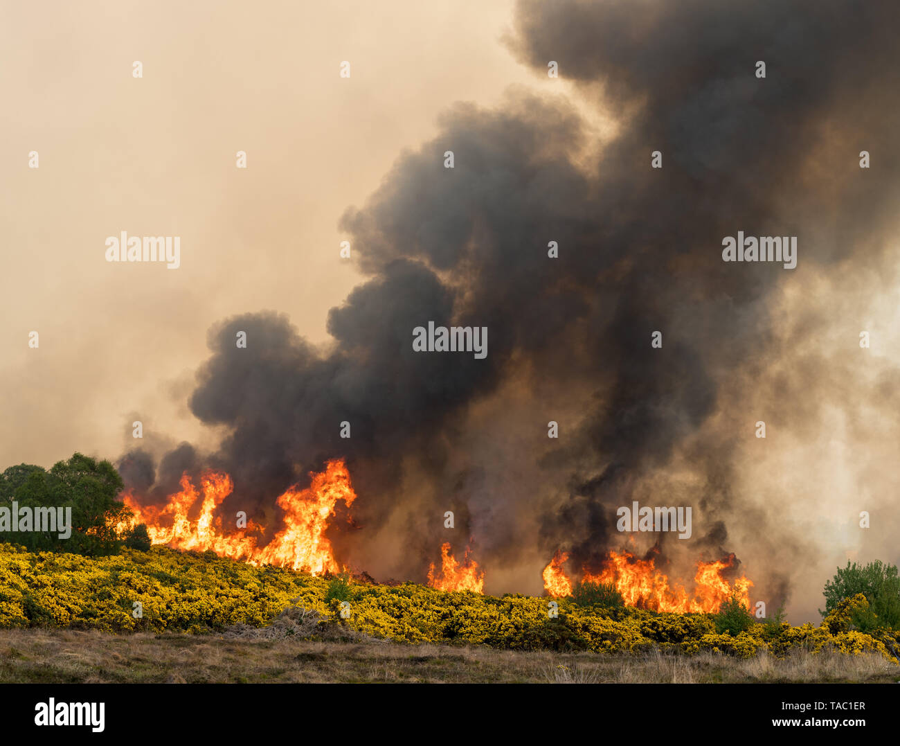 16 & 17 May 2019, Dunphail, Moray, Scotland, UK. This is scenes from a ...
