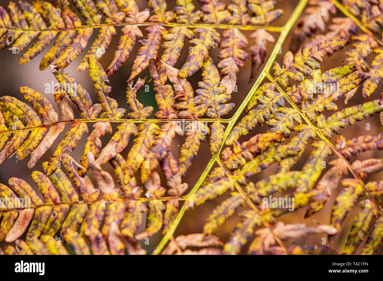 colorful tree leaves in sunny autumn in nature. natural background ...
