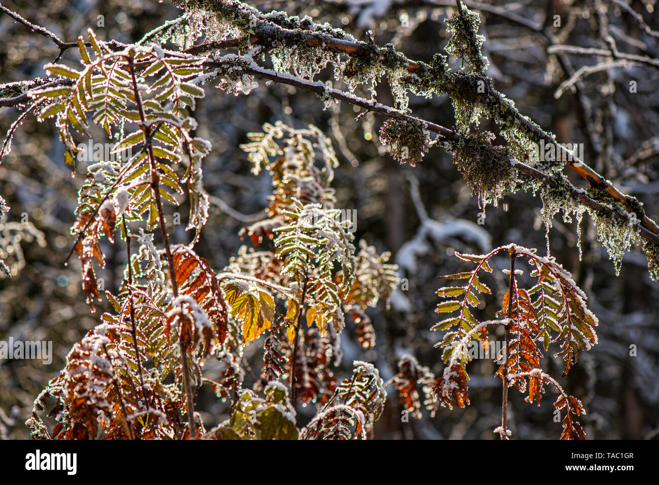 colorful tree leaves in sunny autumn in nature. natural background ...