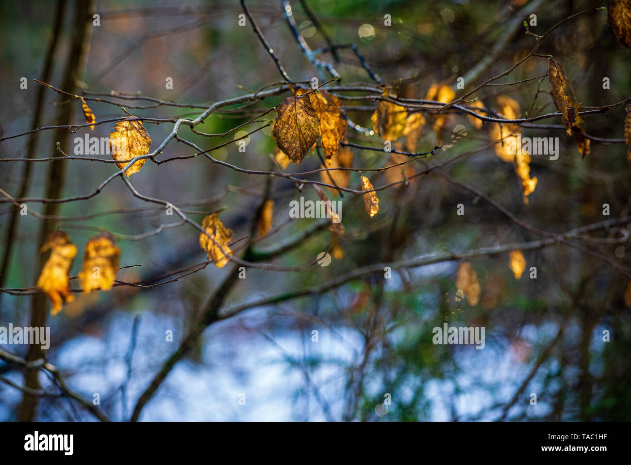 colorful tree leaves in sunny autumn in nature. natural background ...