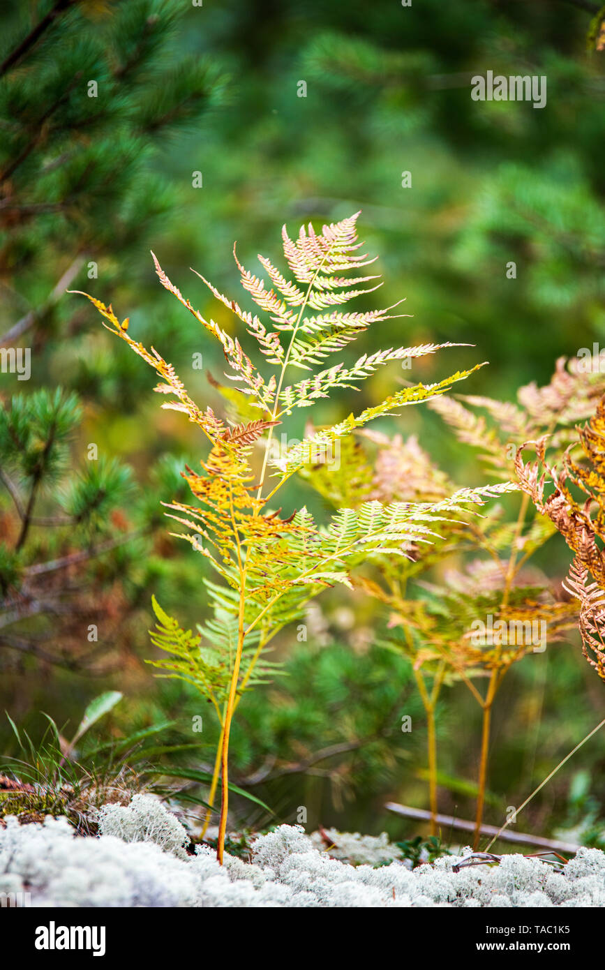 colorful tree leaves in sunny autumn in nature. natural background ...