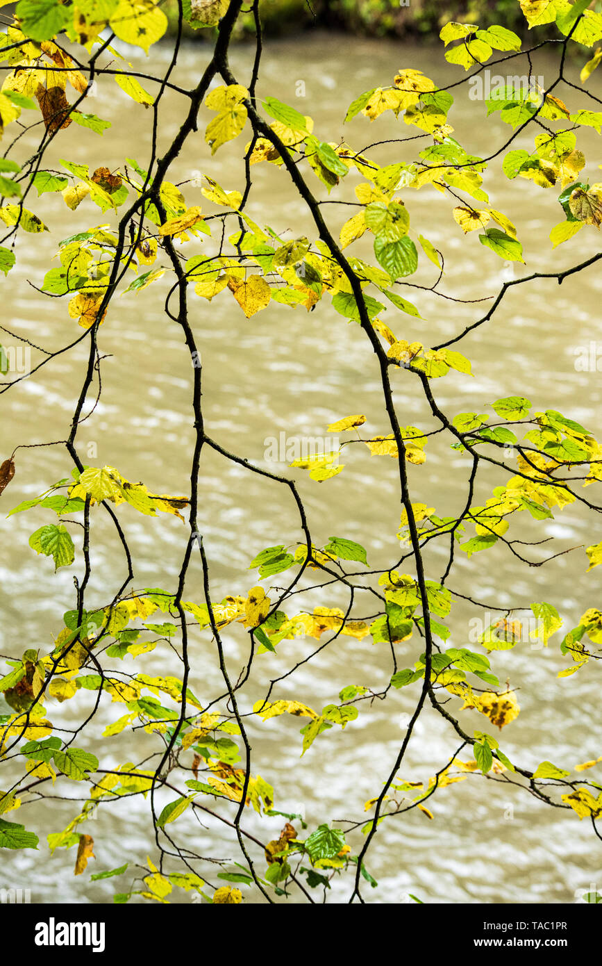 colorful tree leaves in sunny autumn in nature. natural background ...