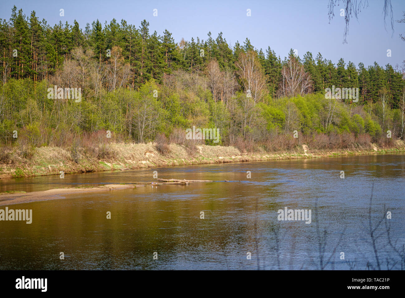 riverside shore in spring with scenic trees and green pastures. calm ...